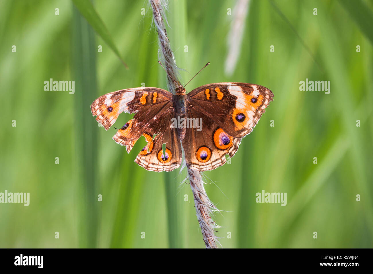 Close-up of a butterfly with a damaged wing, Indonesia Stock Photo - Alamy