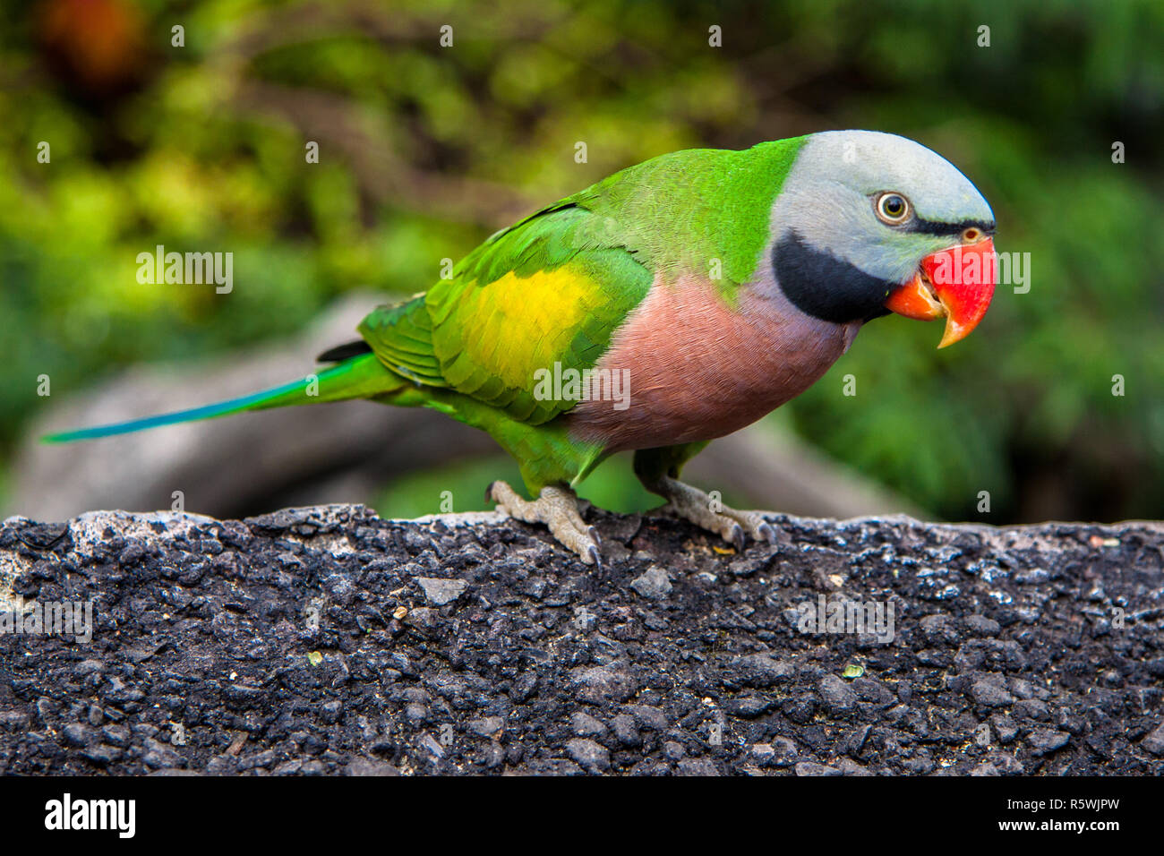 Portrait parrot on wall hi-res stock photography and images - Alamy