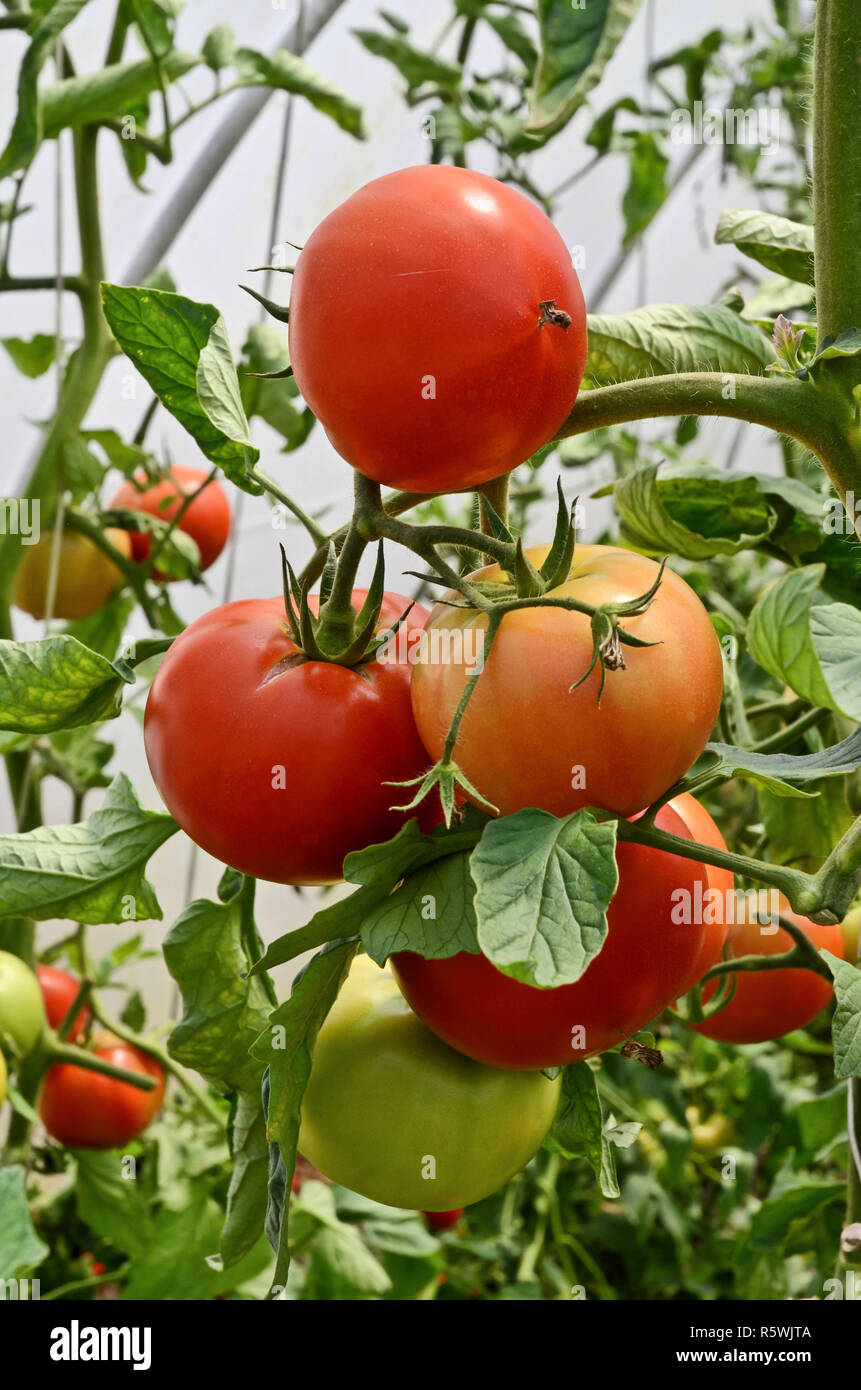 Glasshouse grown tomatoes Stock Photo - Alamy