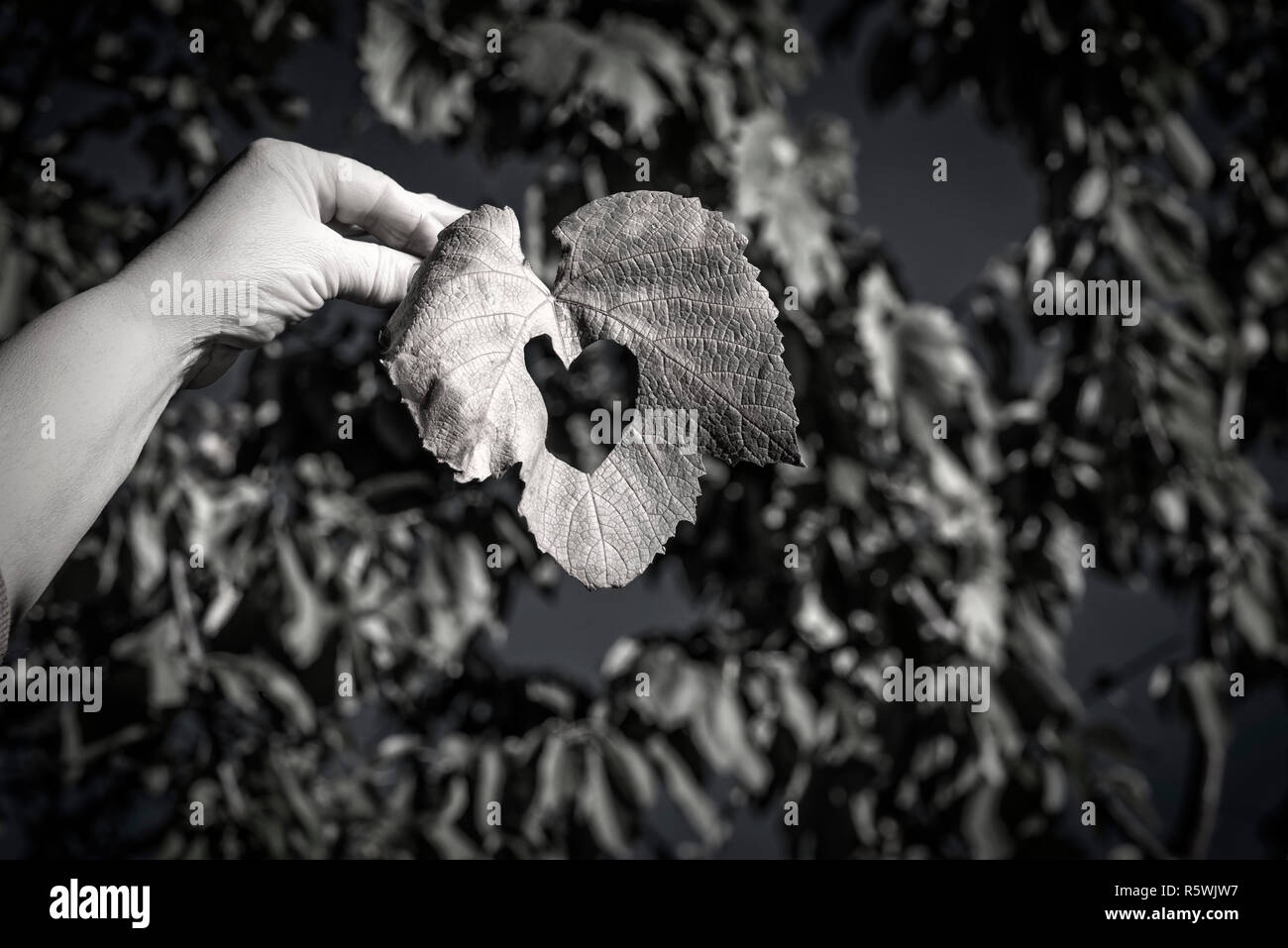 Black autumn leaves or foliage silhouettes hi-res stock photography and ...