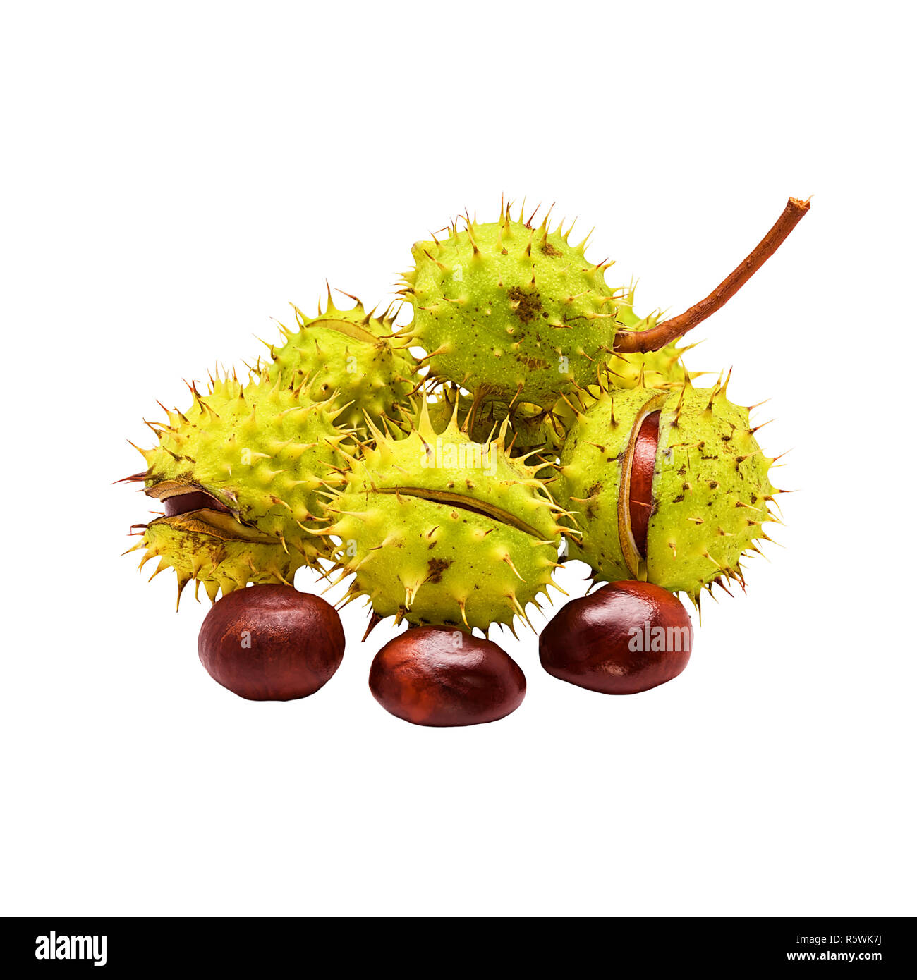 Close up view chestnuts Cut Out Stock Images & Pictures - Alamy