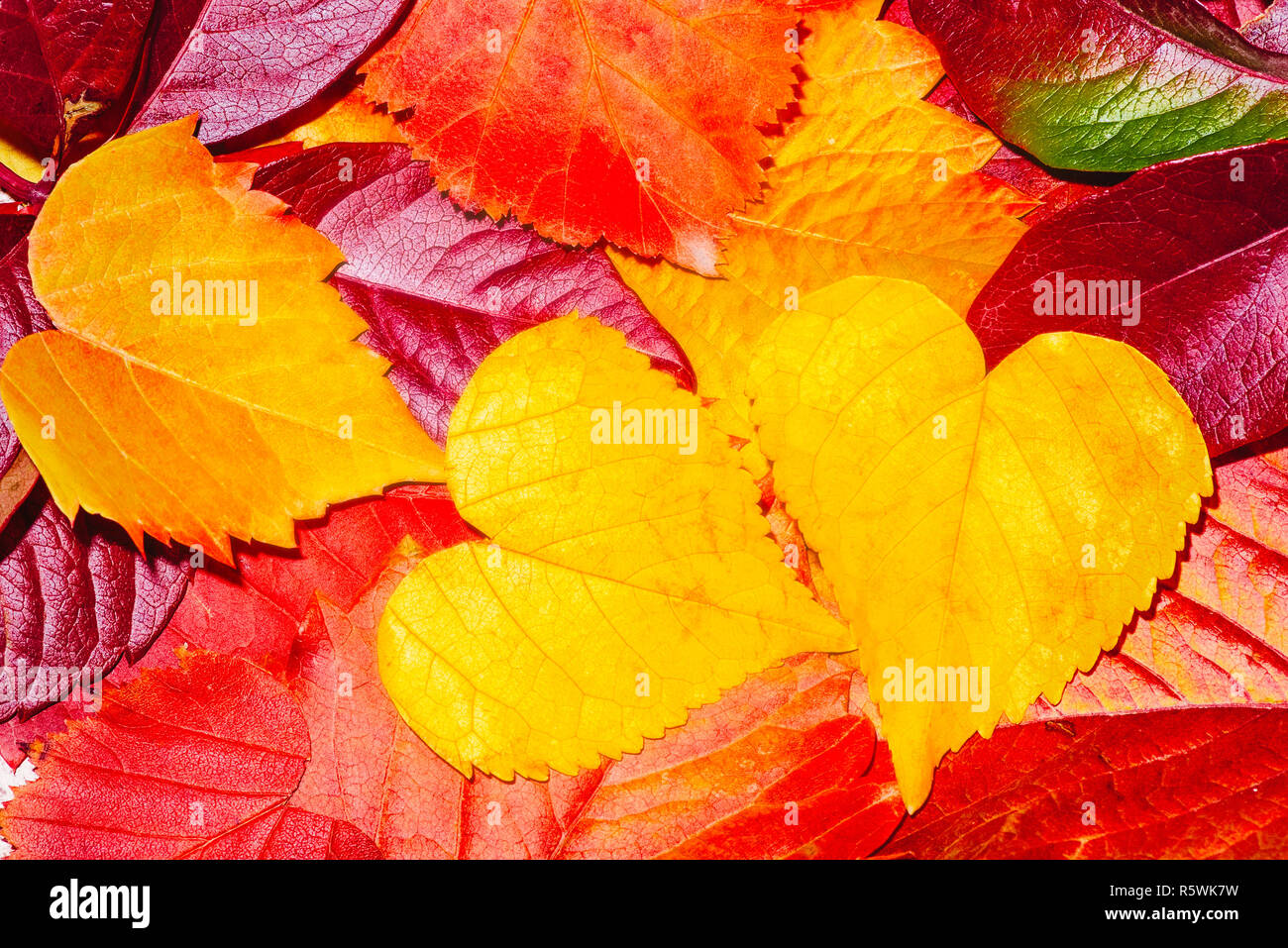 Colorful autumn leaves. Background of autumn leaves. Leaves close-up ...