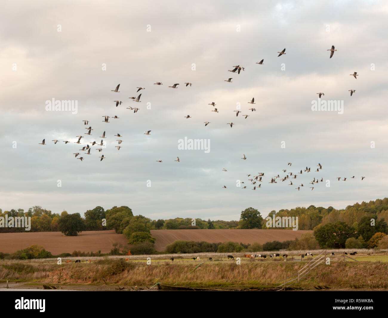 silhouettes of geese flying above country scene in a line swarm flock ...