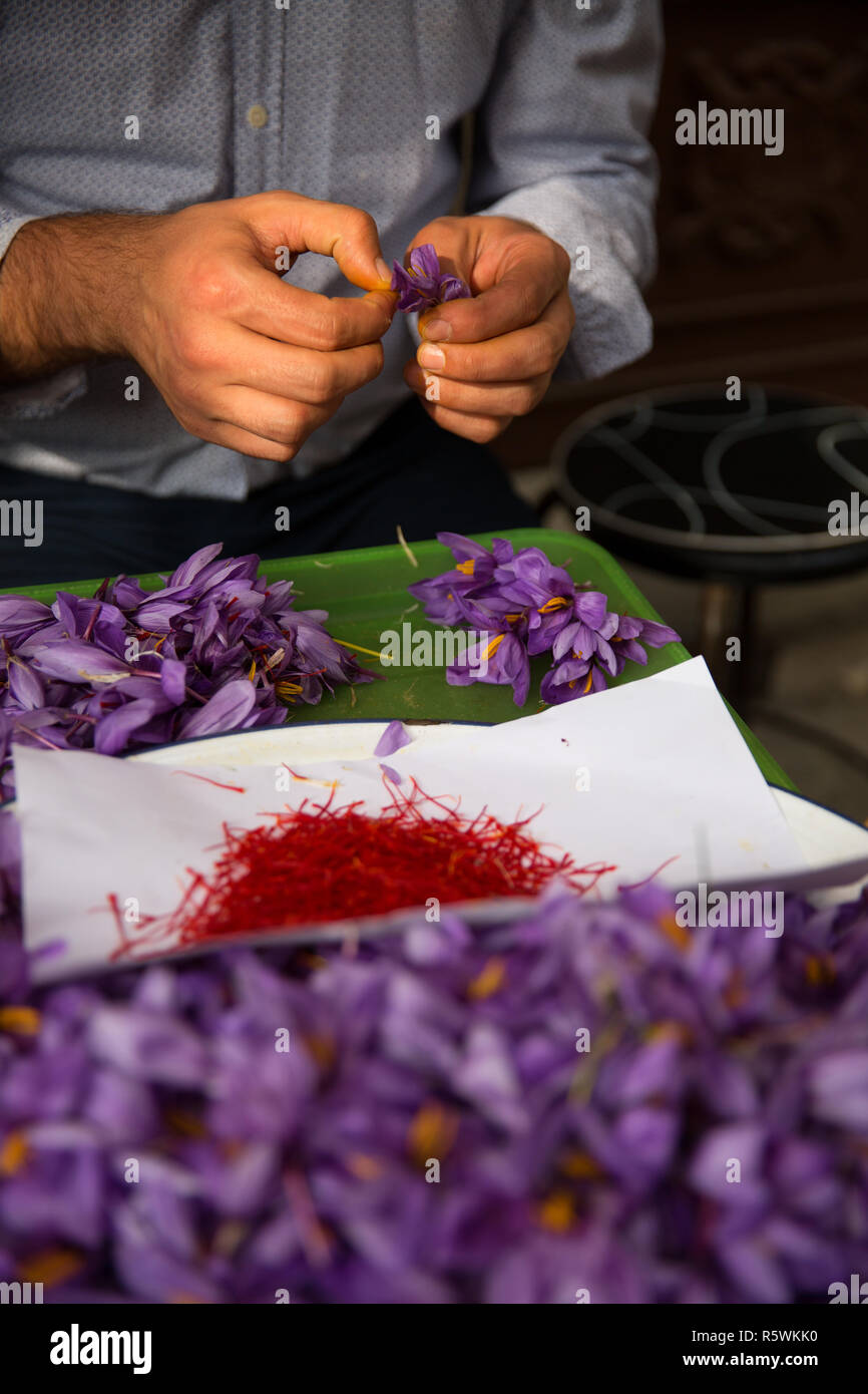 Man working on saffron Stock Photo - Alamy