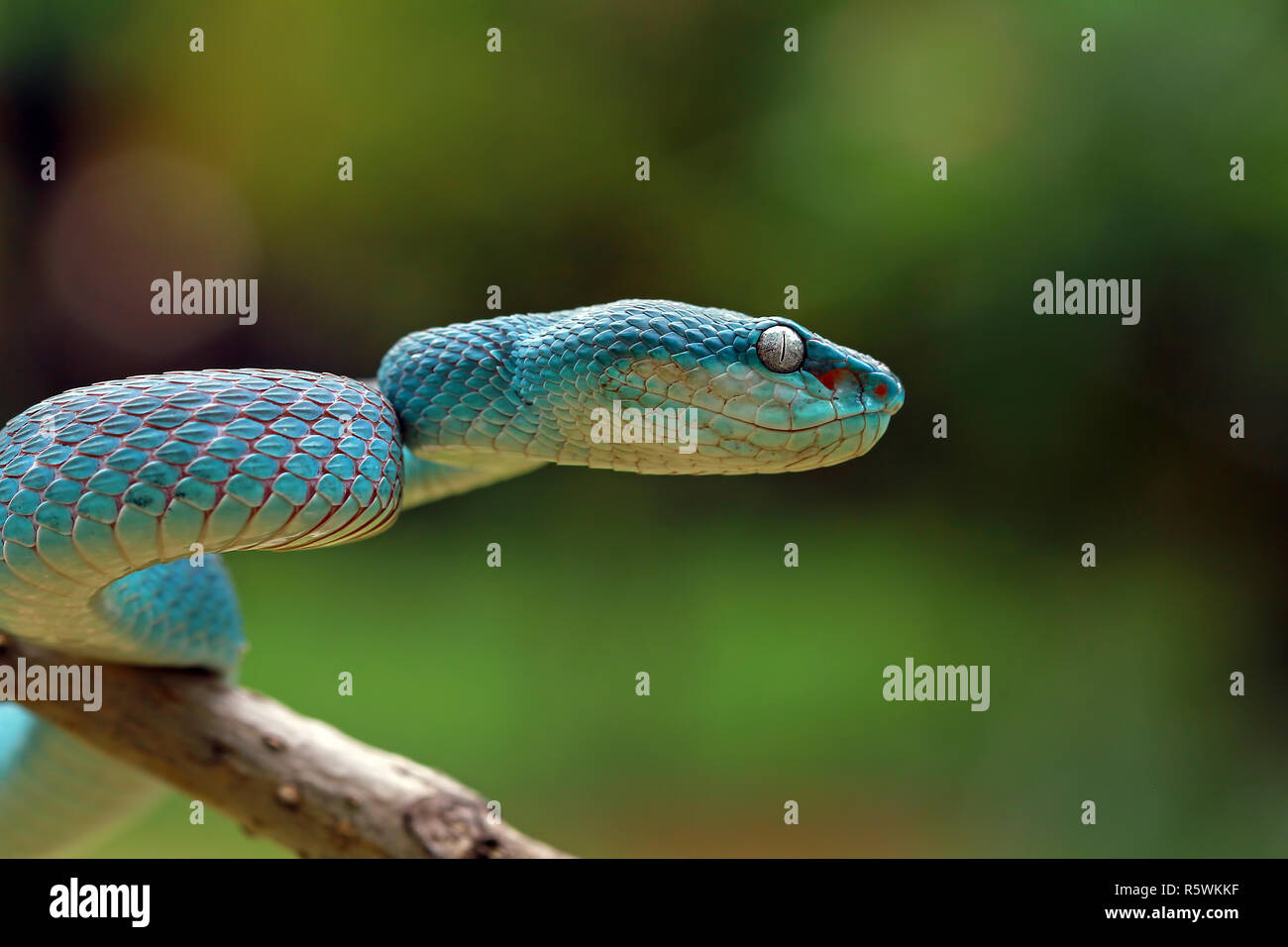 Blue and green snake hi-res stock photography and images - Alamy