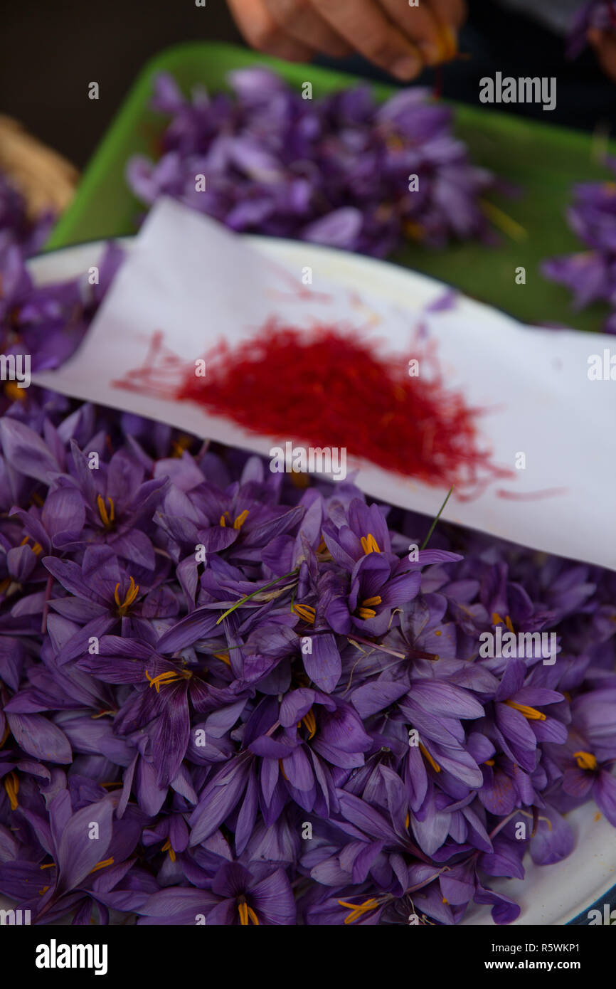 Man working on saffron Stock Photo - Alamy