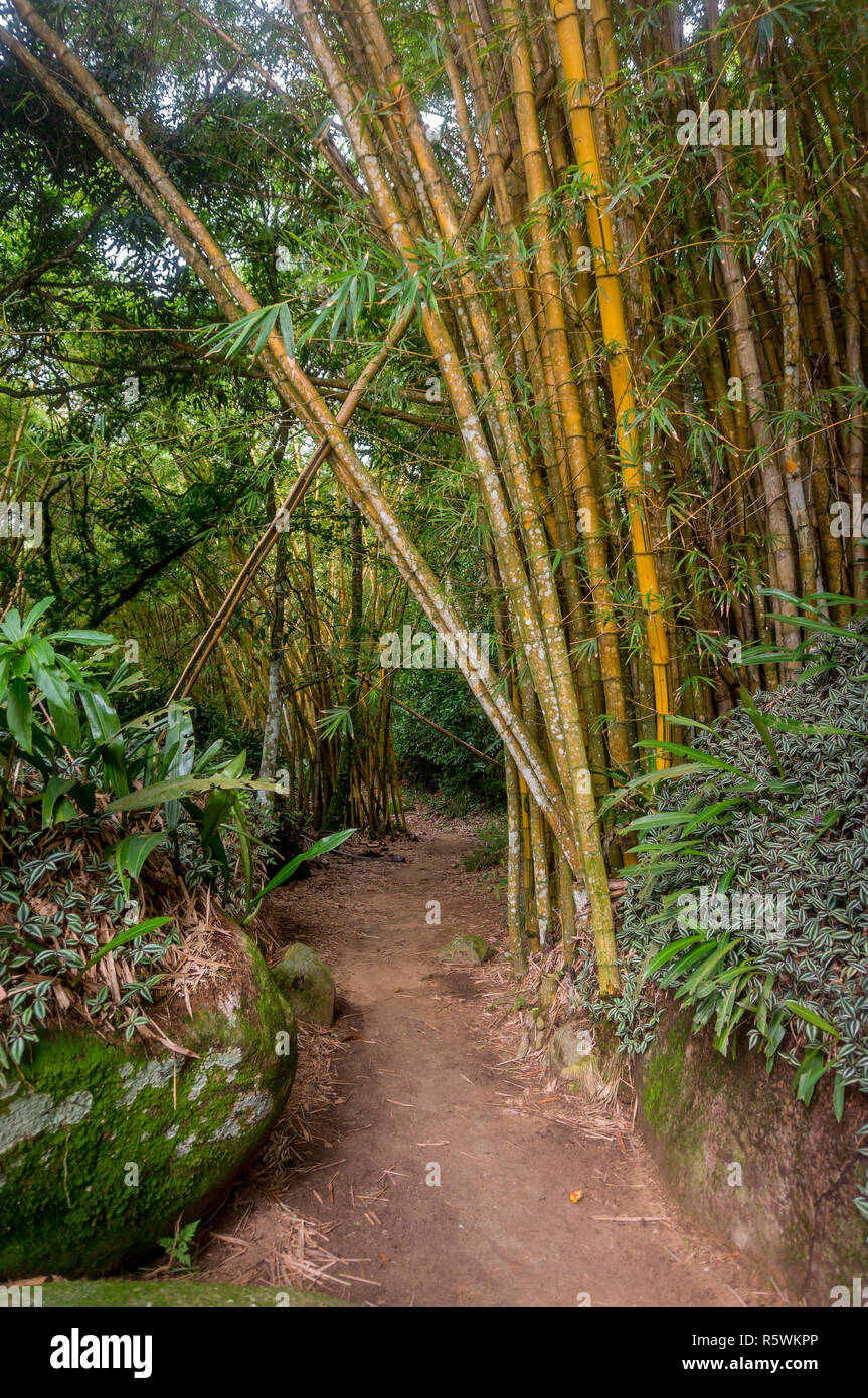 Path going through a bamboo forest in Ilha Grande, Brazil Stock Photo ...