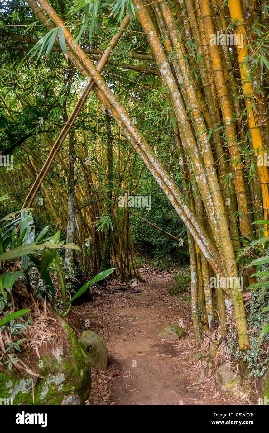 Path going through a bamboo forest in Ilha Grande, Brazil Stock Photo ...
