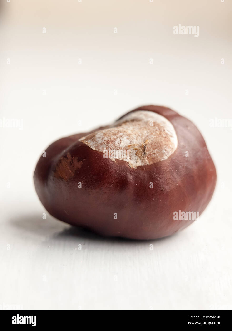 close up of conker macro studio white background single Stock Photo - Alamy