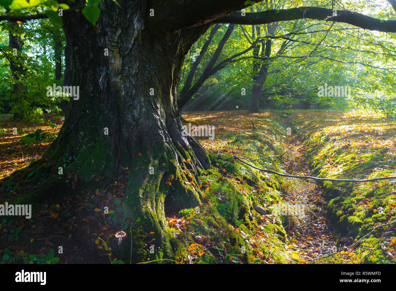 Solid beech wood hi-res stock photography and images - Alamy