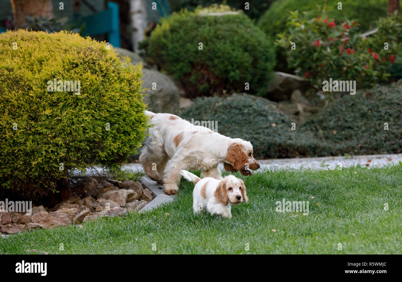 purebred English Cocker Spaniel with puppy Stock Photo - Alamy