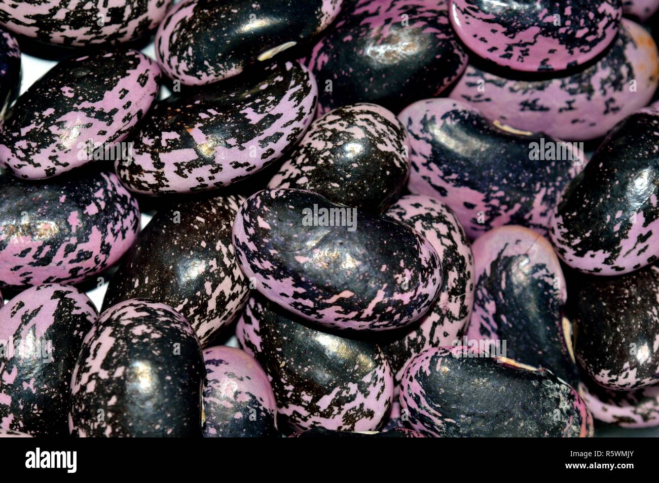 Runner bean seed hi-res stock photography and images - Alamy