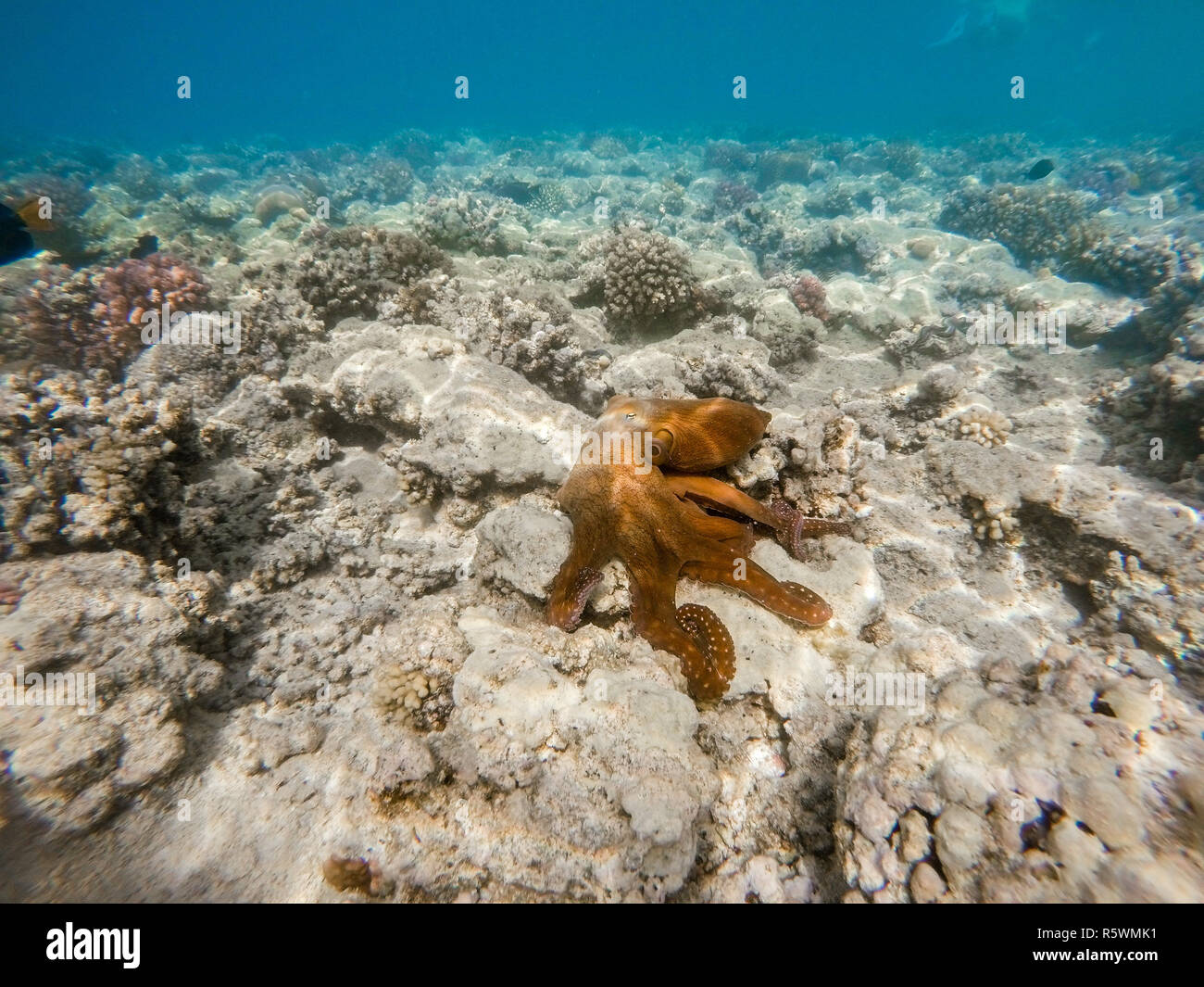 reef octopus (Octopus cyanea) on coral garden Stock Photo - Alamy