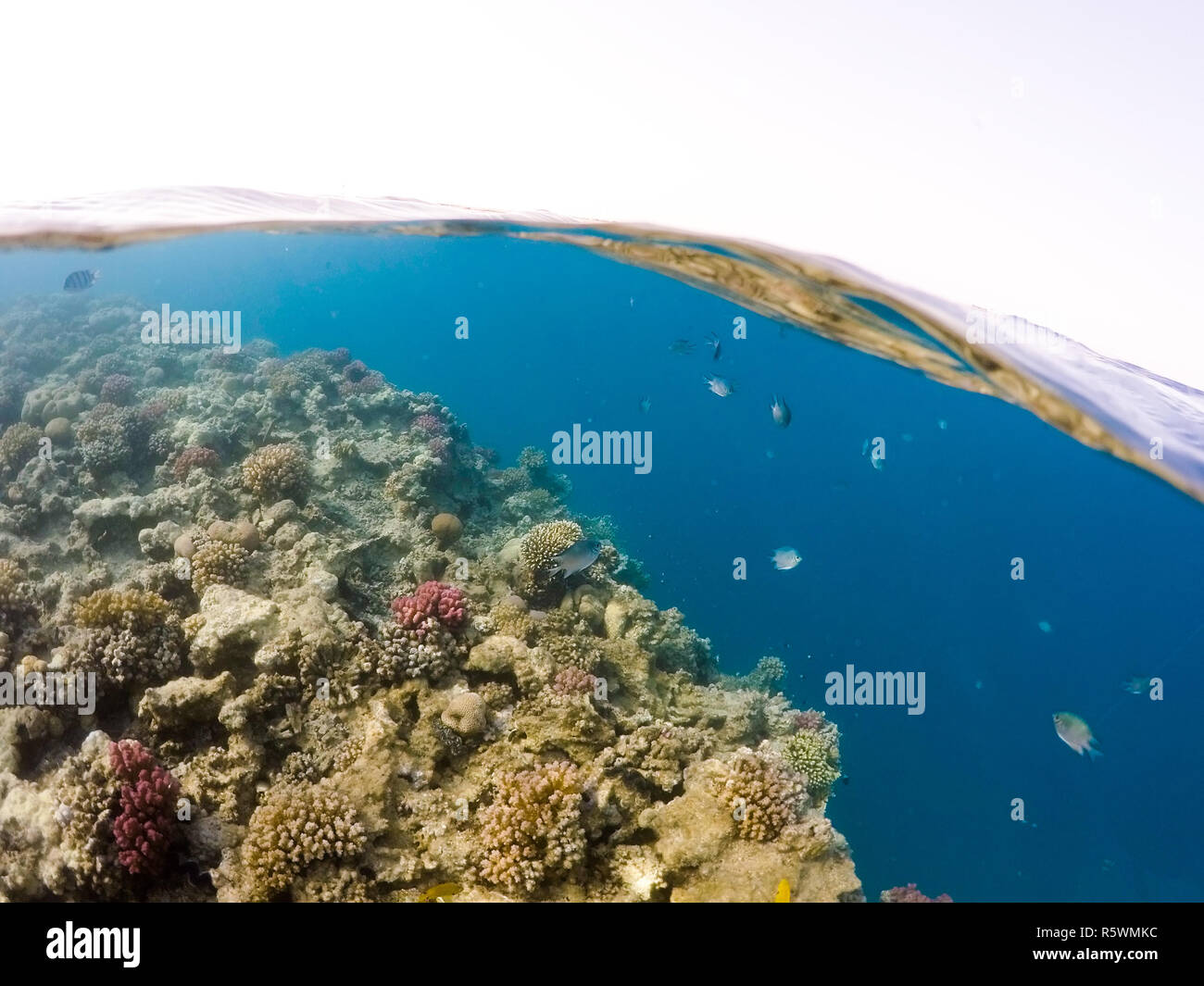Underwater surface split view of coral fish Stock Photo - Alamy