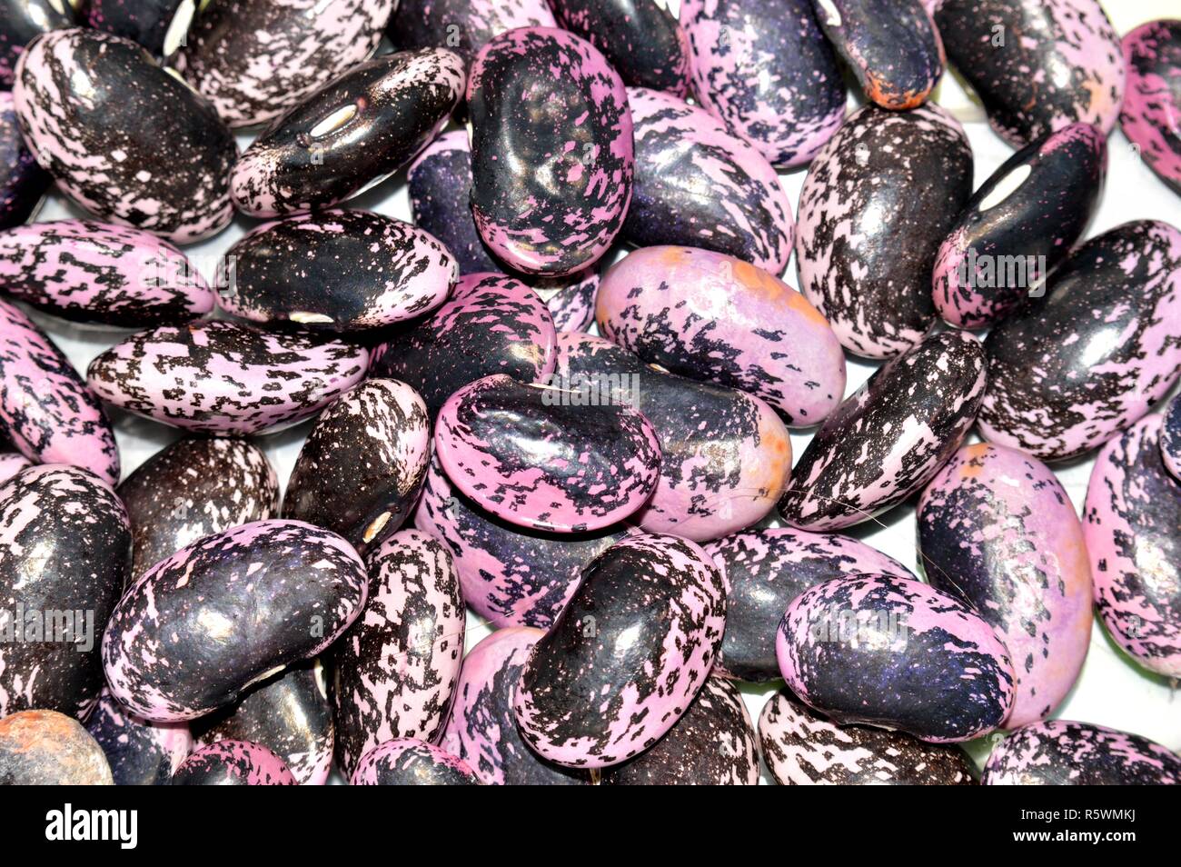 Runner bean seed hi-res stock photography and images - Alamy