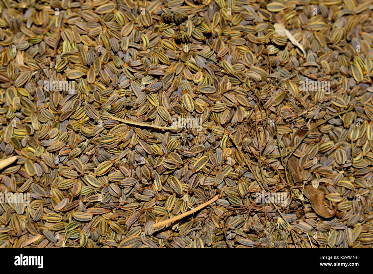 Fennel garden hi-res stock photography and images - Alamy