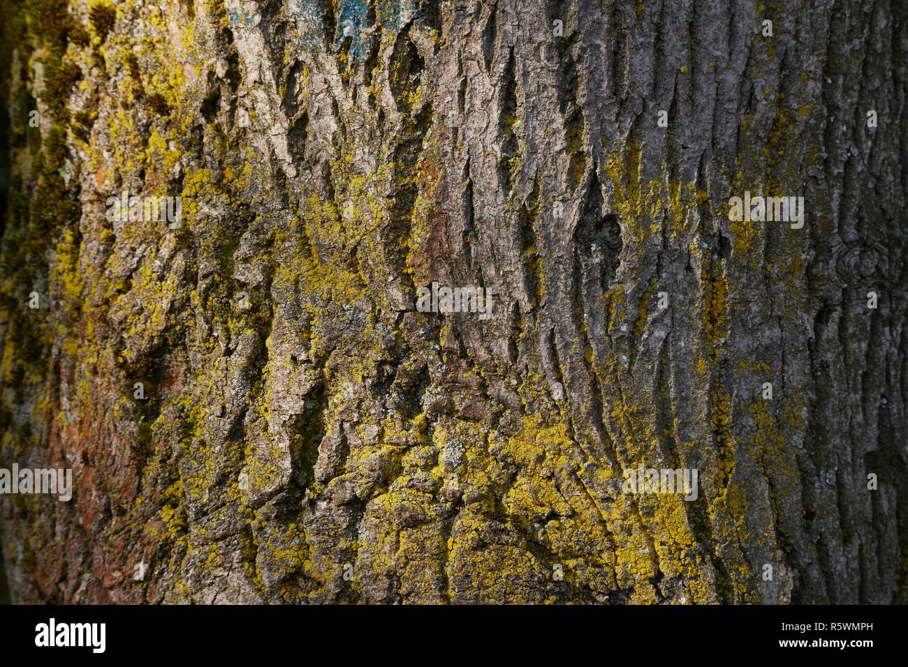 Tree Trunk Closeup Stock Photo - Alamy