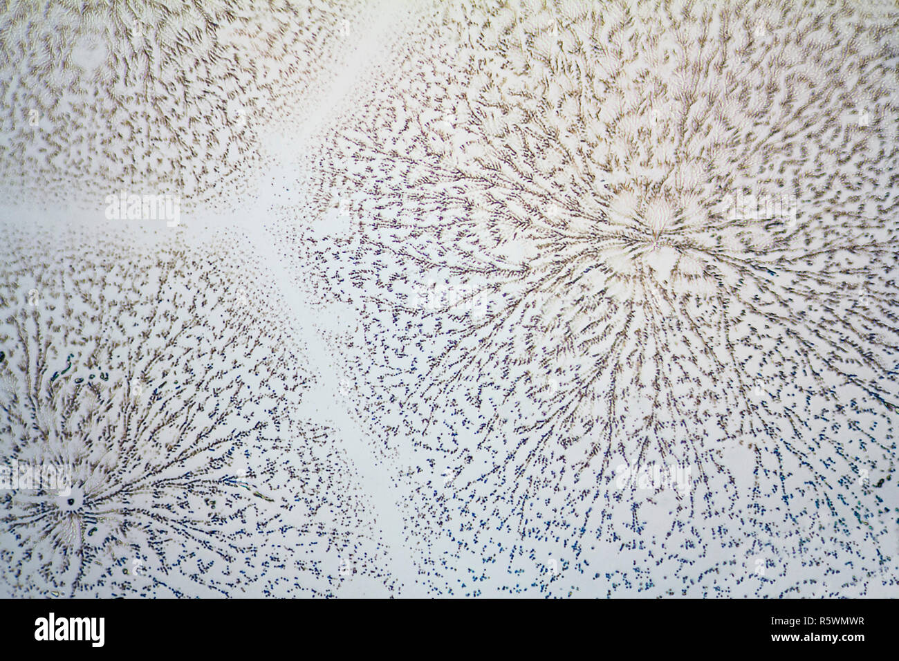 Microscopy crystal hi-res stock photography and images - Alamy