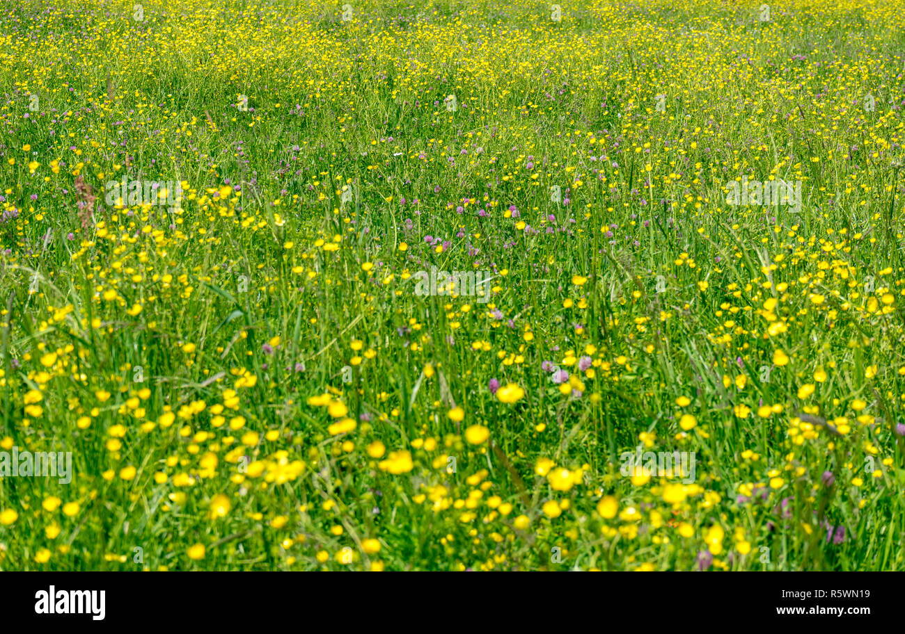 Wildflower corridor hi-res stock photography and images - Alamy