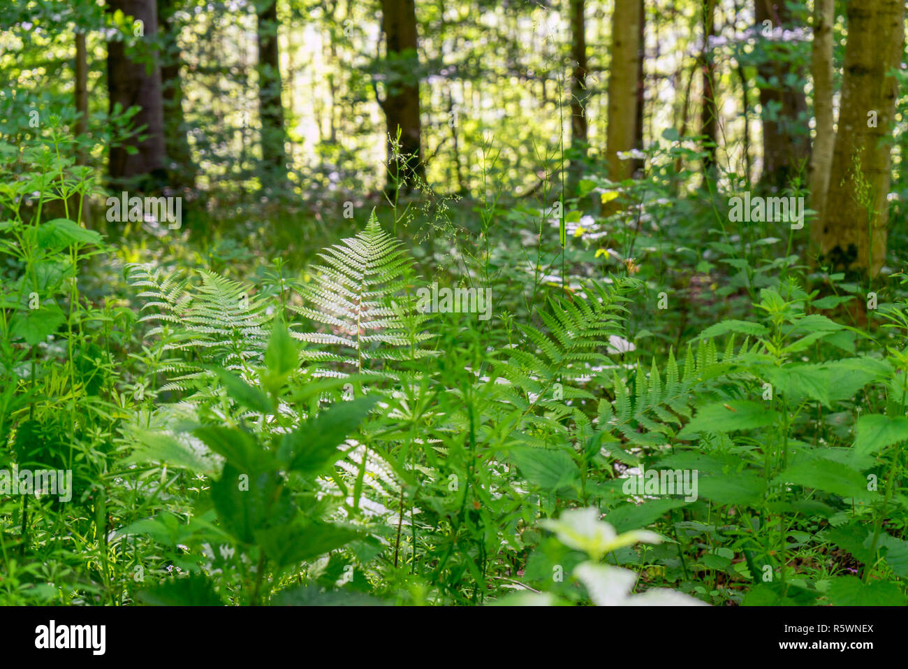 idyllic forest scenery Stock Photo - Alamy