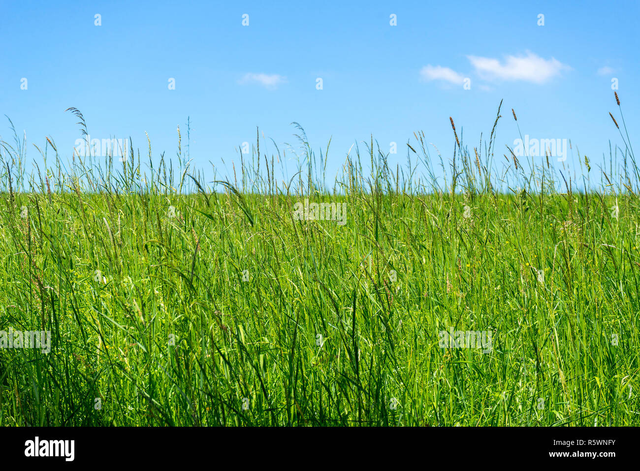 sunny grassland scenery Stock Photo - Alamy