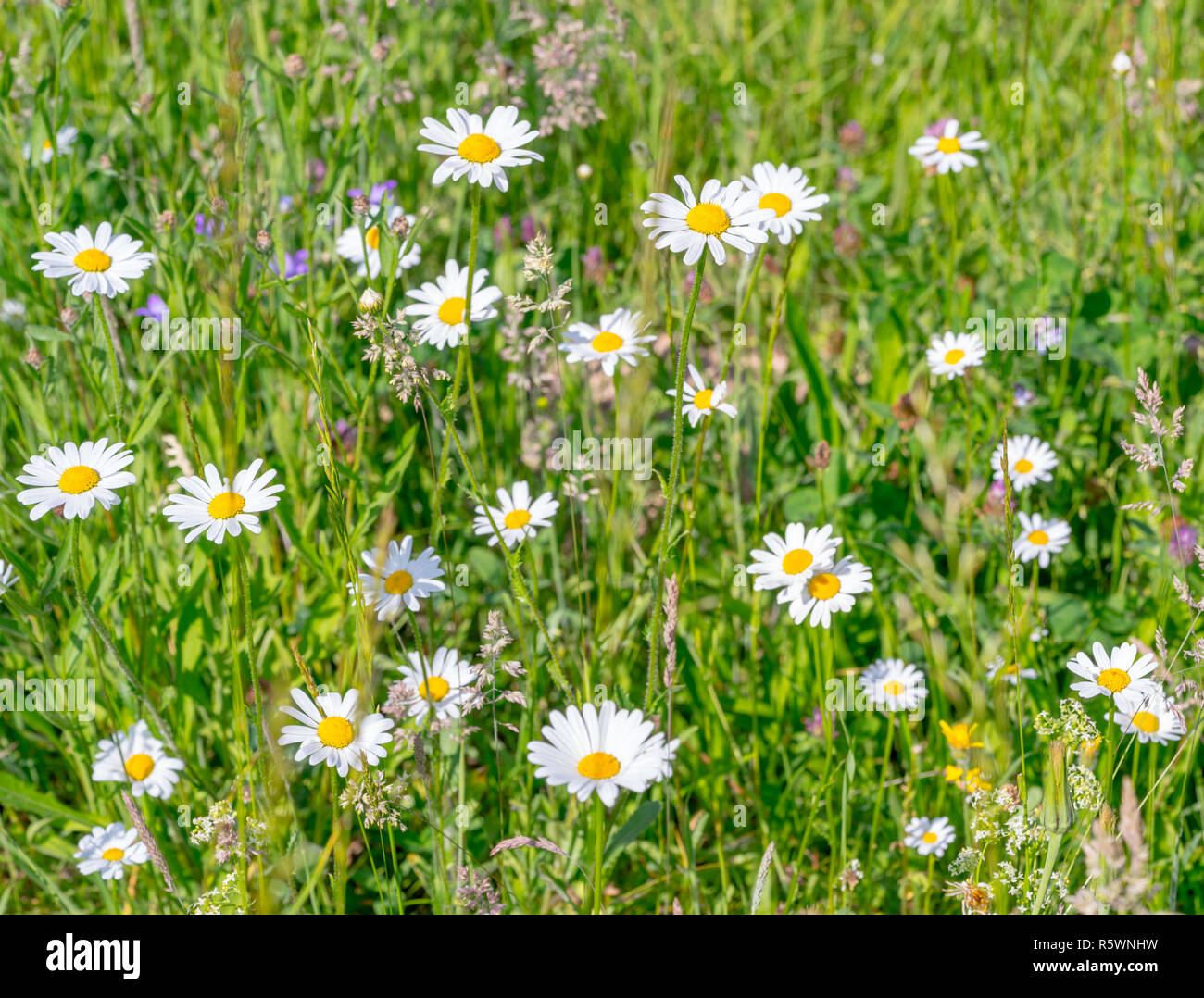wildflowers at spring time Stock Photo - Alamy