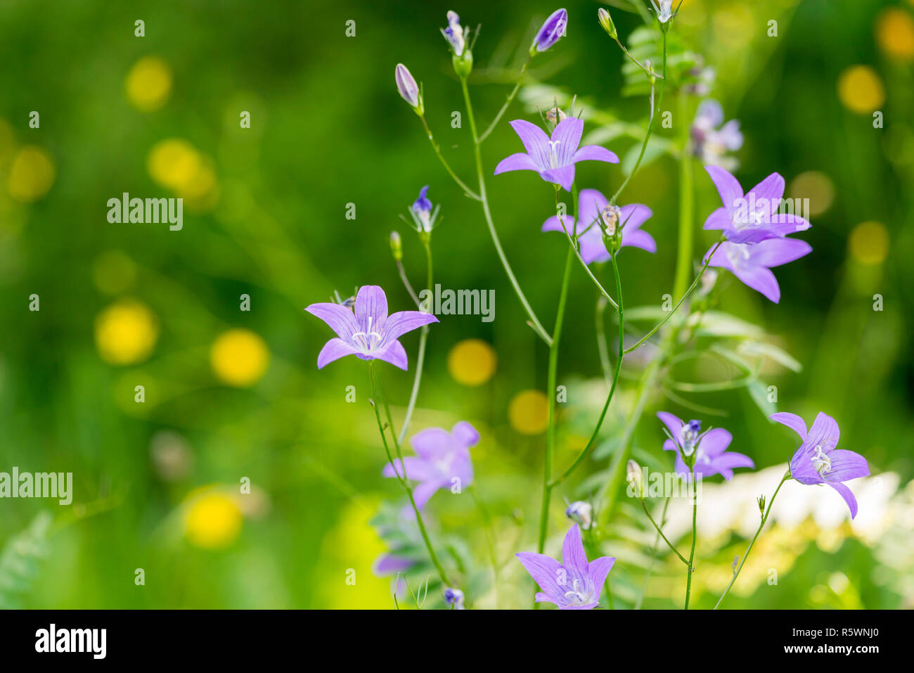 wildflowers at spring time Stock Photo - Alamy