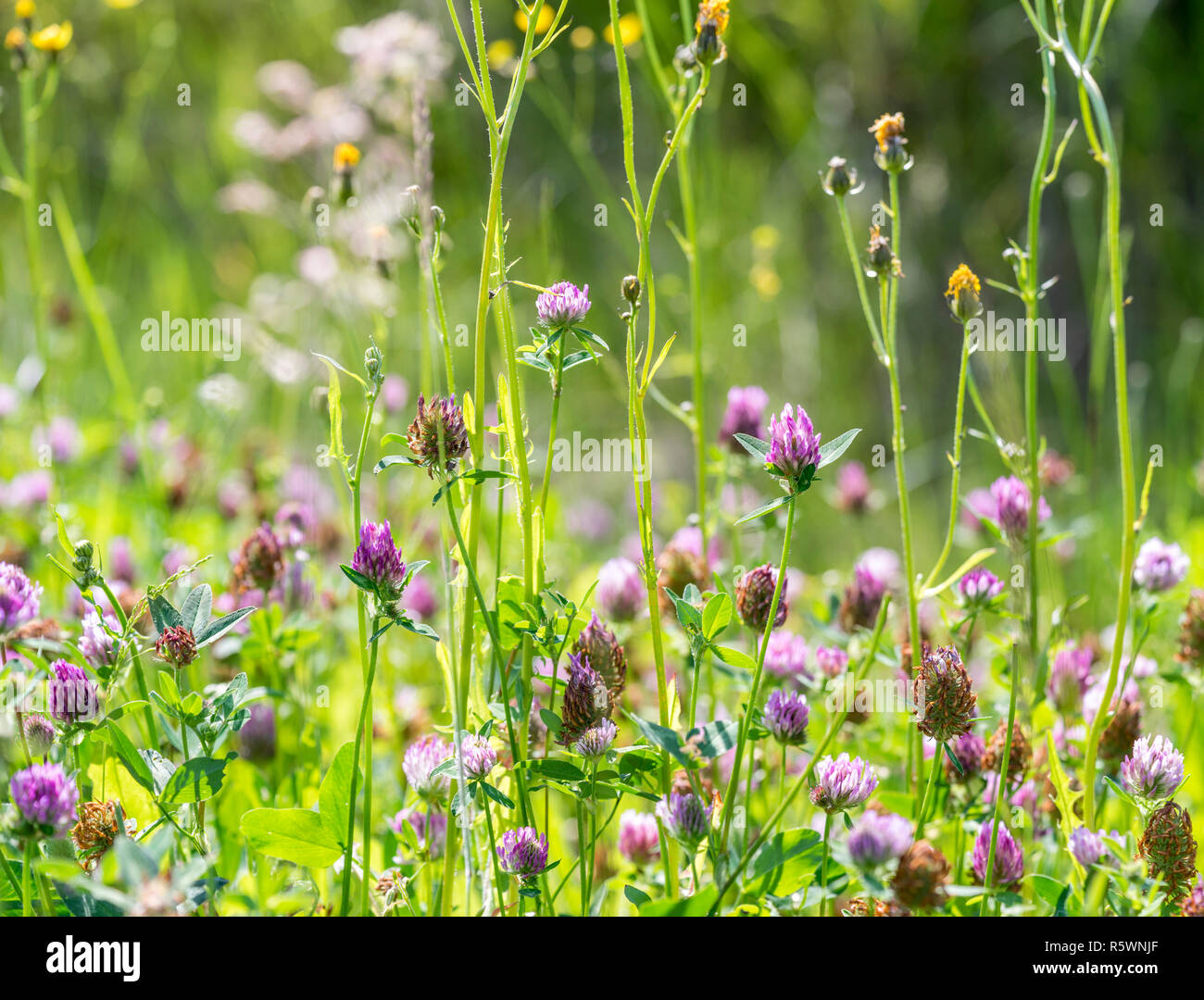 wildflowers at spring time Stock Photo - Alamy