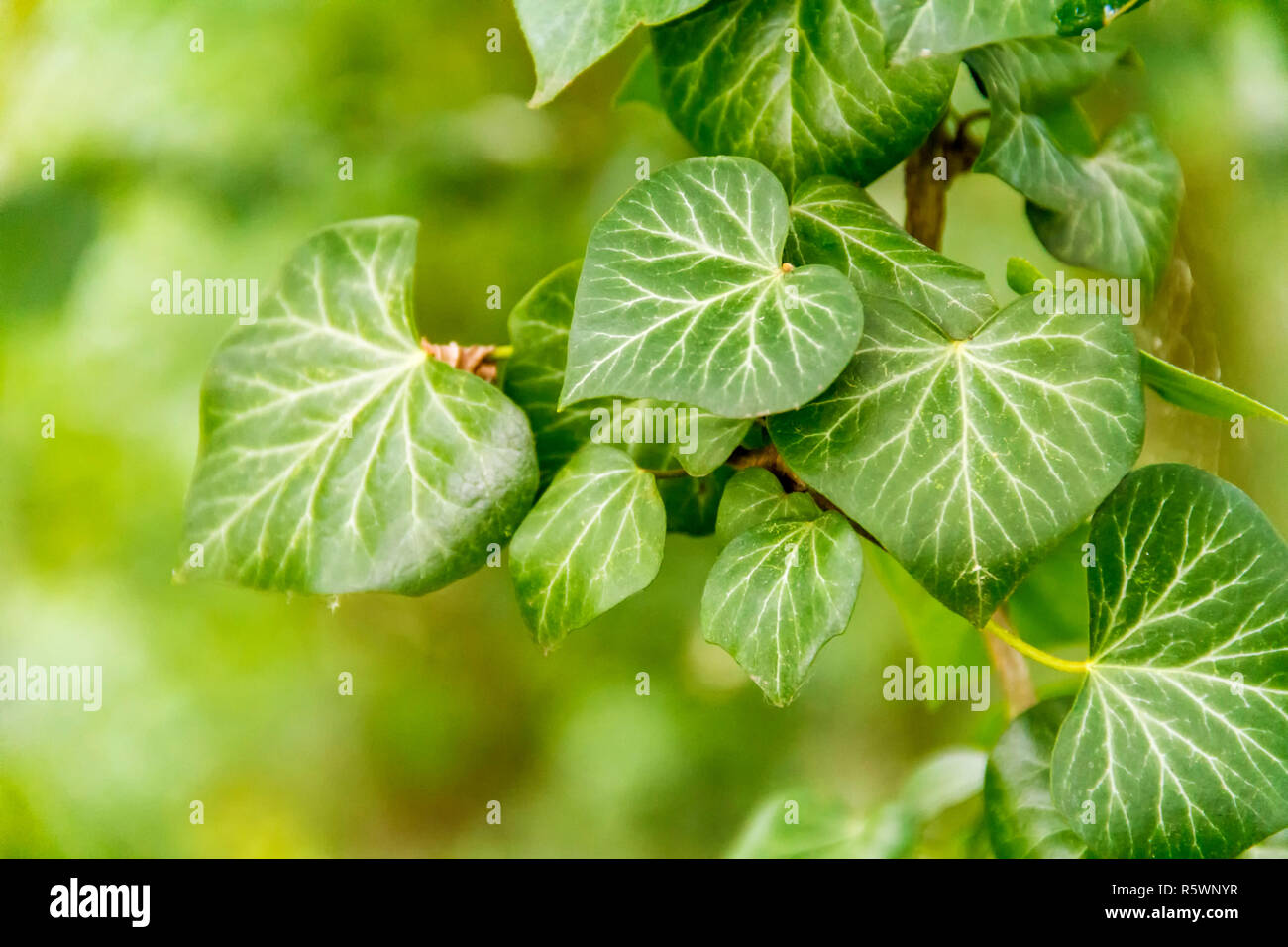 green ivy closeup Stock Photo - Alamy