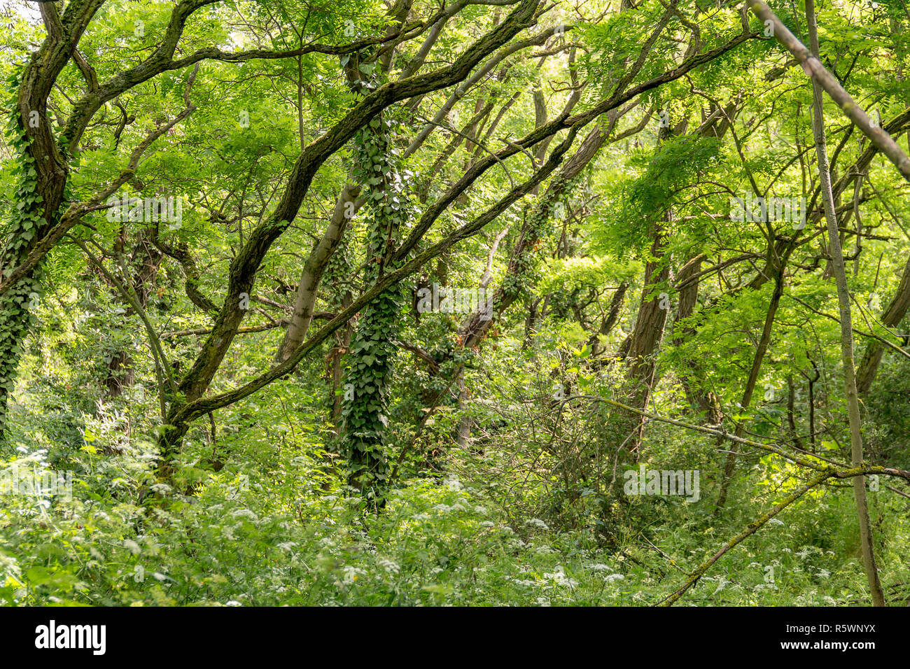 dense forest detail Stock Photo - Alamy