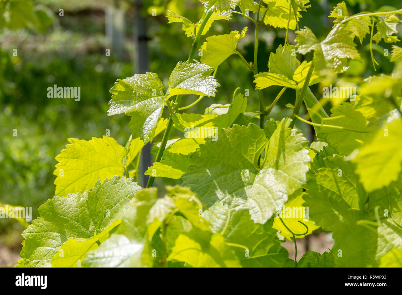 grapevine plans detail Stock Photo - Alamy