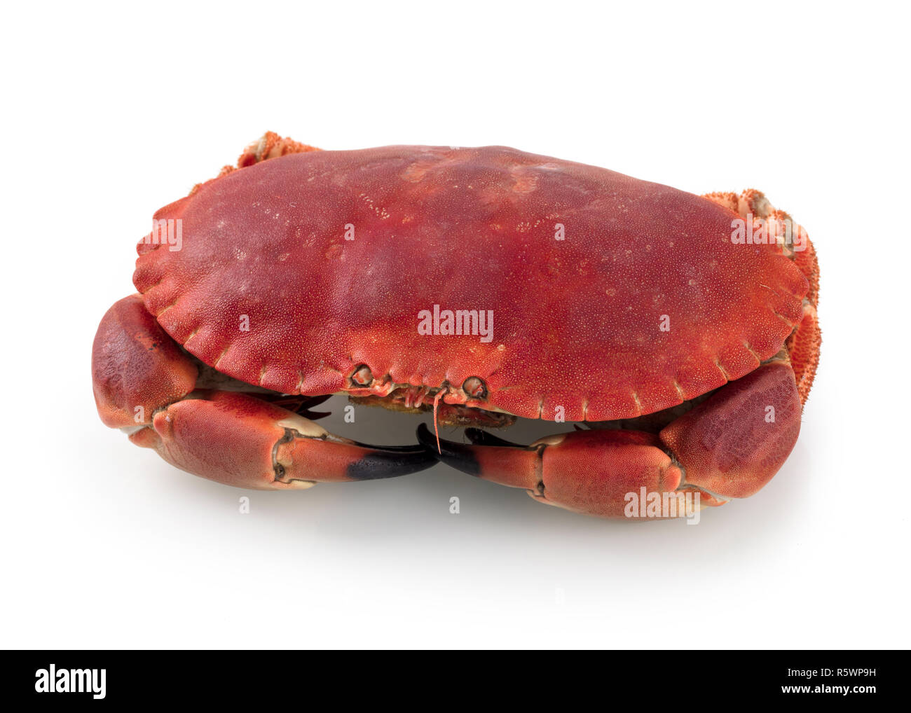 Pagurus cooked crab hi-res stock photography and images - Alamy