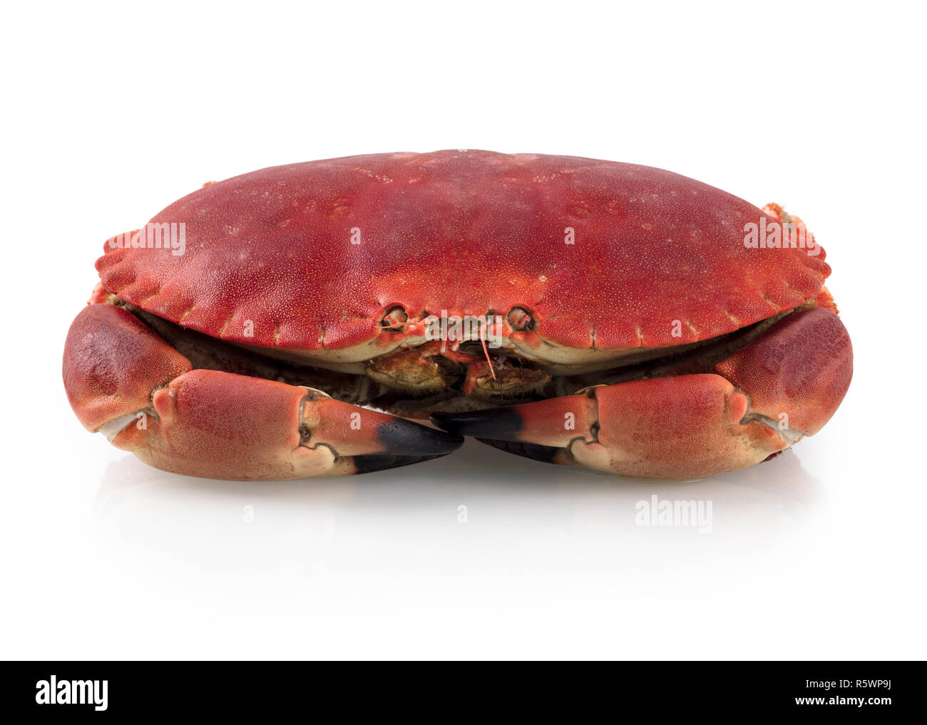 Cancer pagurus isolated hi-res stock photography and images - Alamy