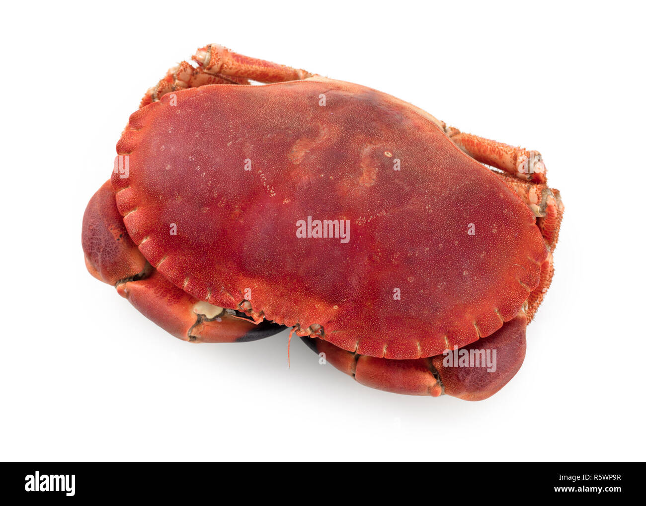 Edible giant crab hi-res stock photography and images - Alamy