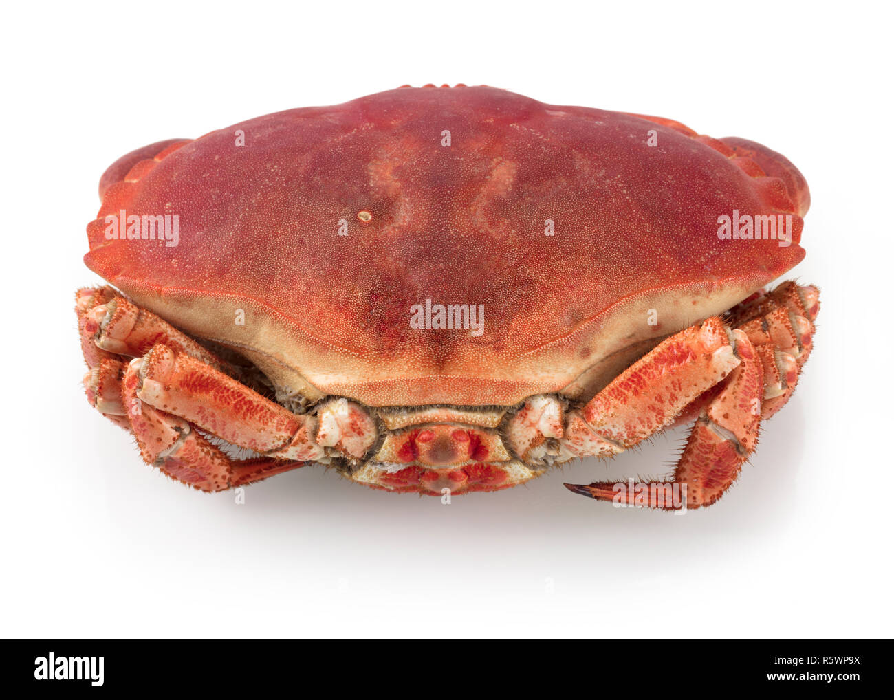 Cancer pagurus isolated hi-res stock photography and images - Alamy