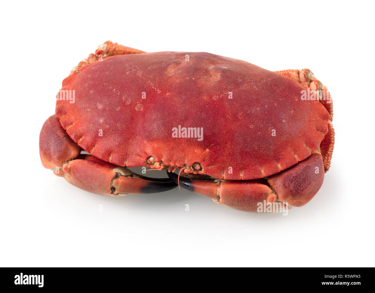 Edible giant crab hi-res stock photography and images - Alamy