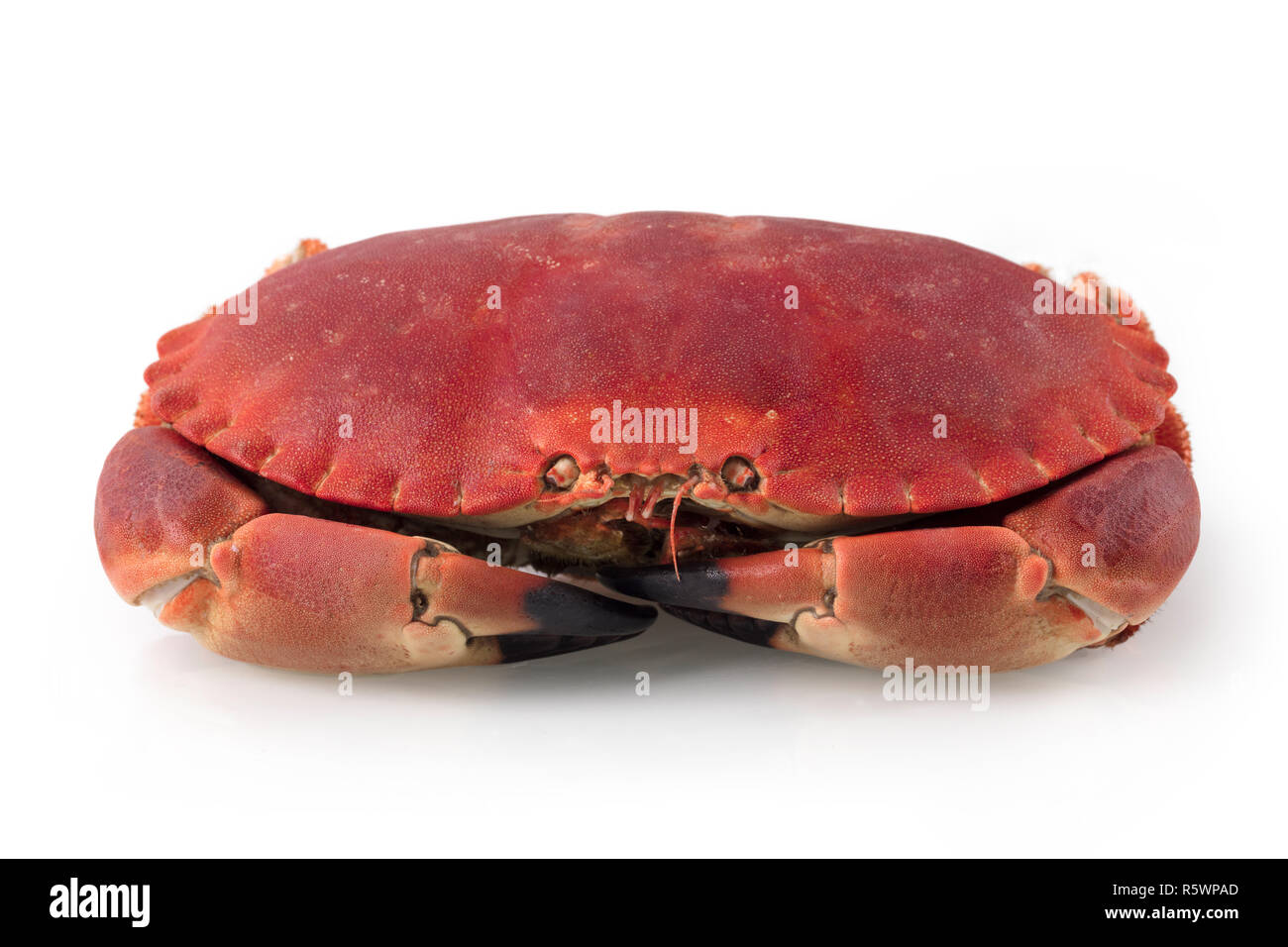 Edible giant crab hi-res stock photography and images - Alamy