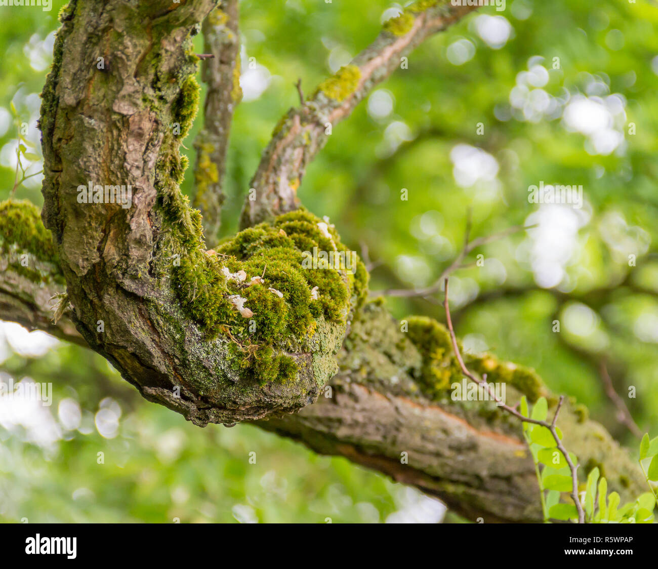 Mossy overgrown branch detail hi-res stock photography and images - Alamy