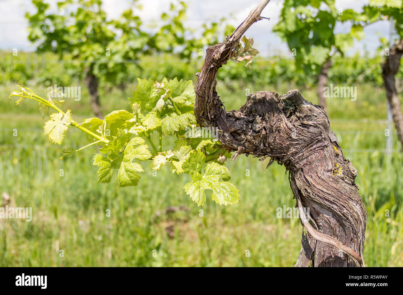 Grape trunk grapevine detail hi-res stock photography and images - Alamy