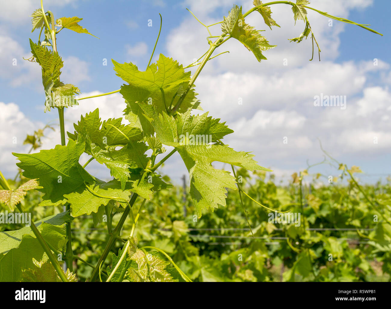 grapevine plans detail Stock Photo - Alamy