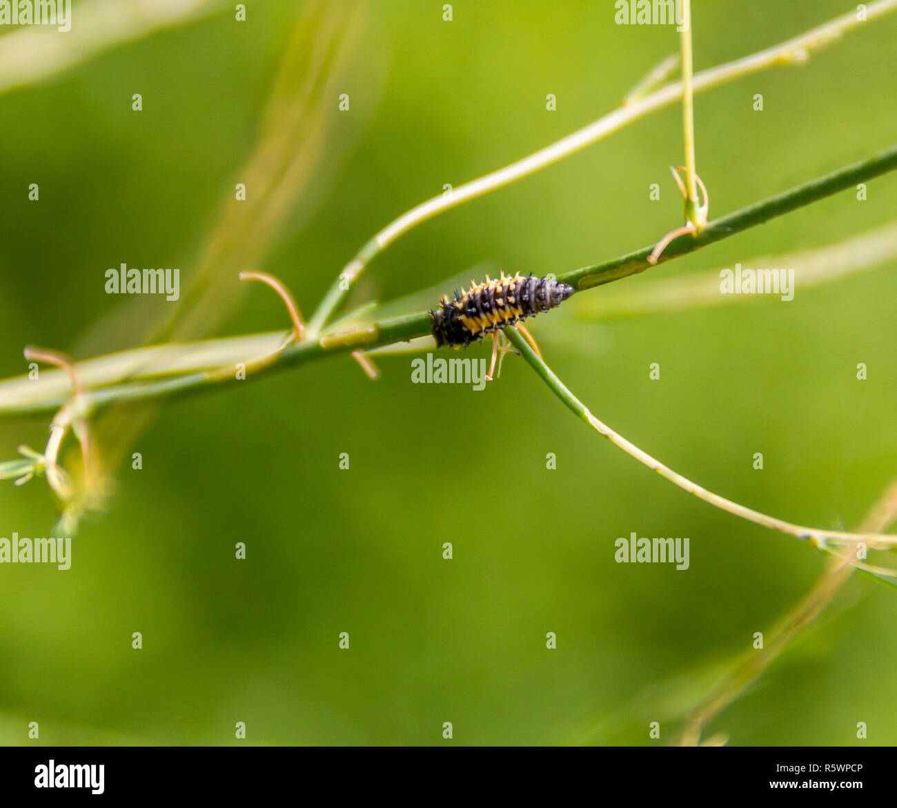 Larva closeup hi-res stock photography and images - Alamy