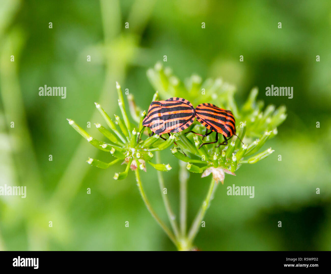 italian striped bugs Stock Photo - Alamy