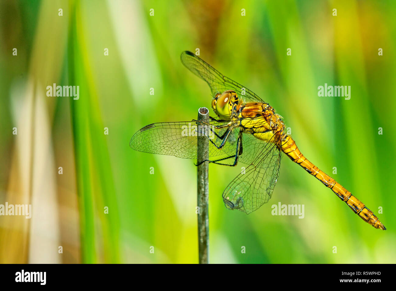 Male darters hi-res stock photography and images - Alamy