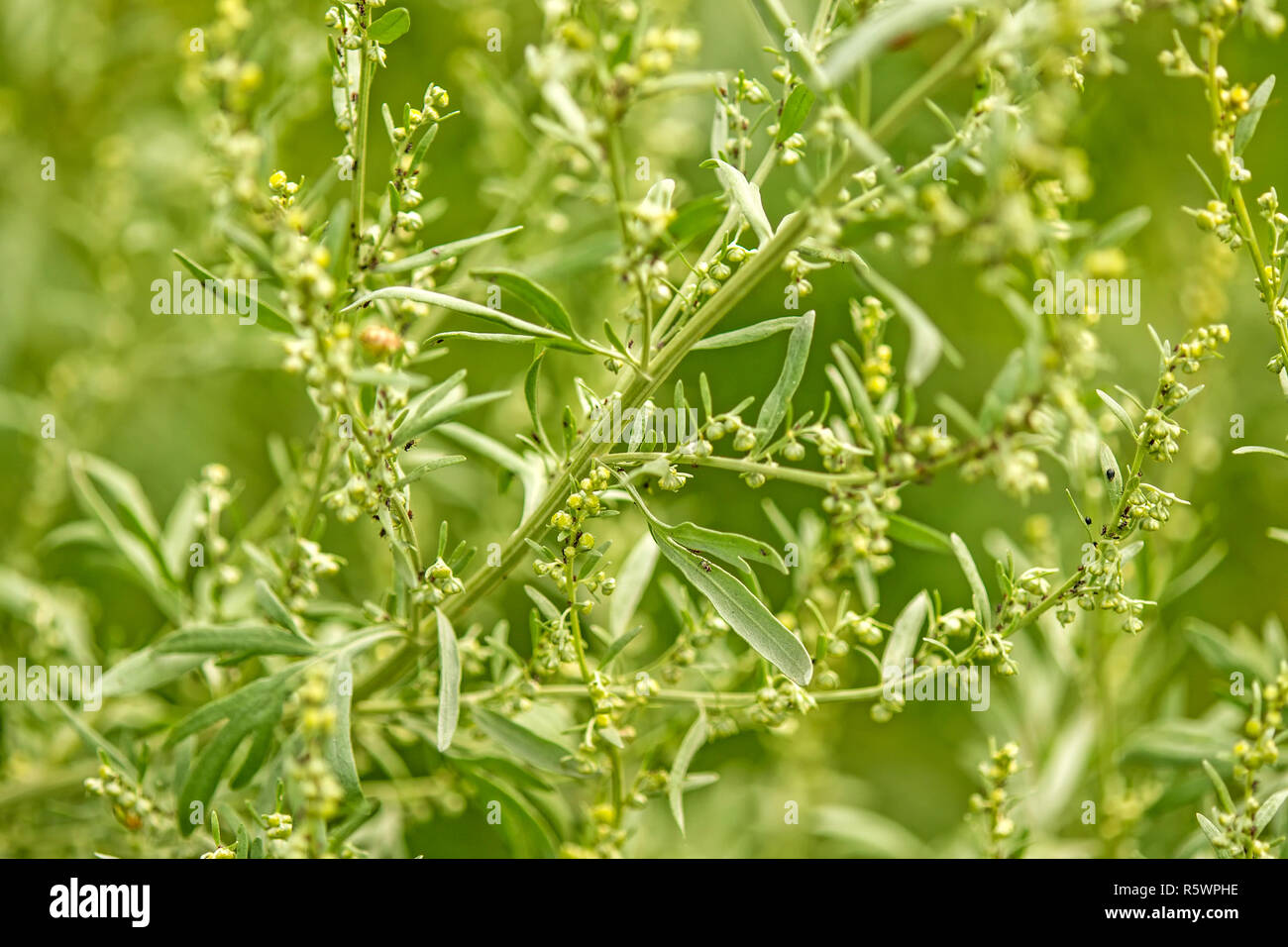 absinthe,artemisisa absinthum,medicinal plant Stock Photo - Alamy