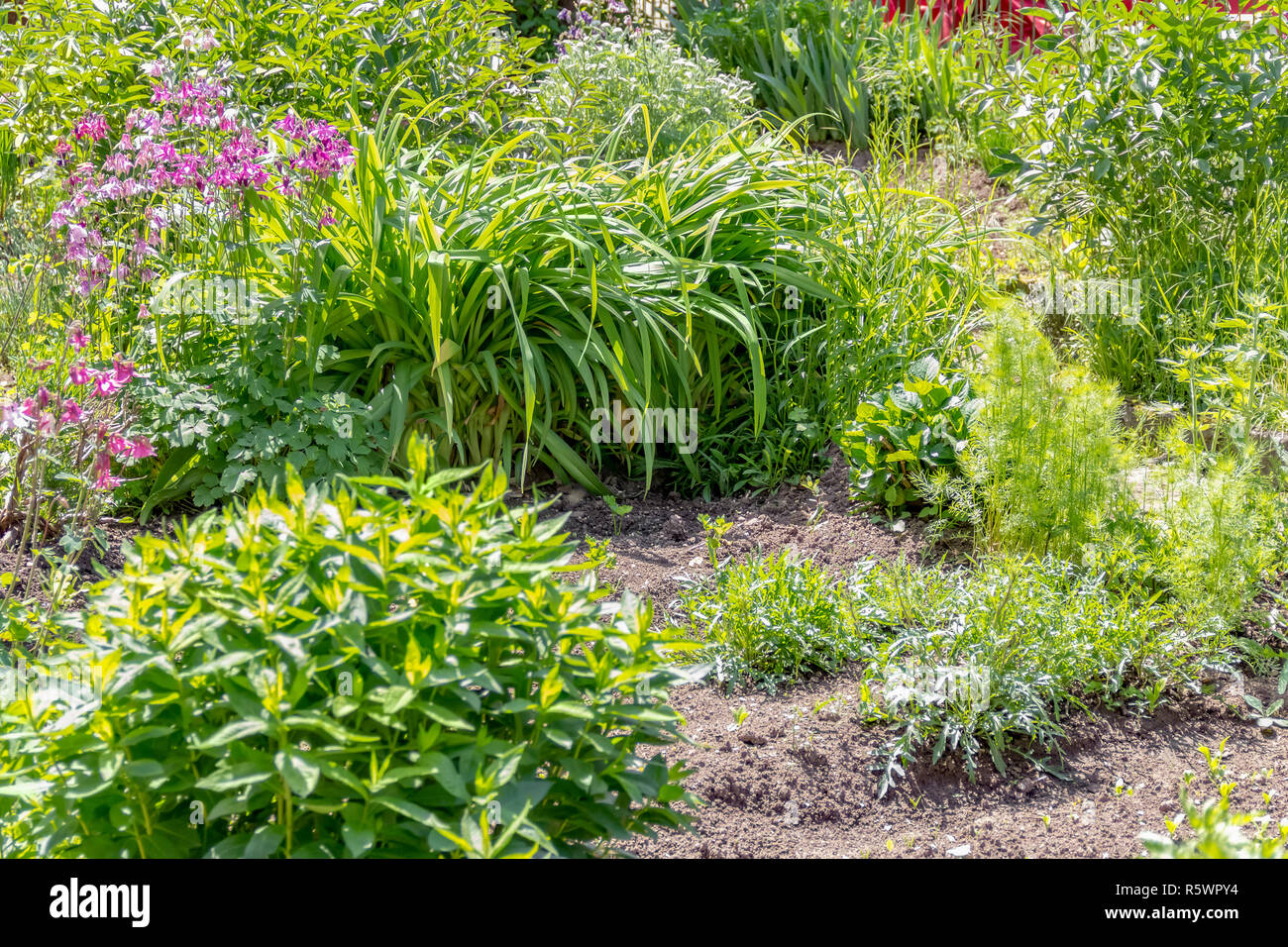 traditional rural herb garden Stock Photo - Alamy