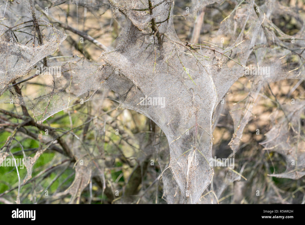 ermine moth web Stock Photo - Alamy