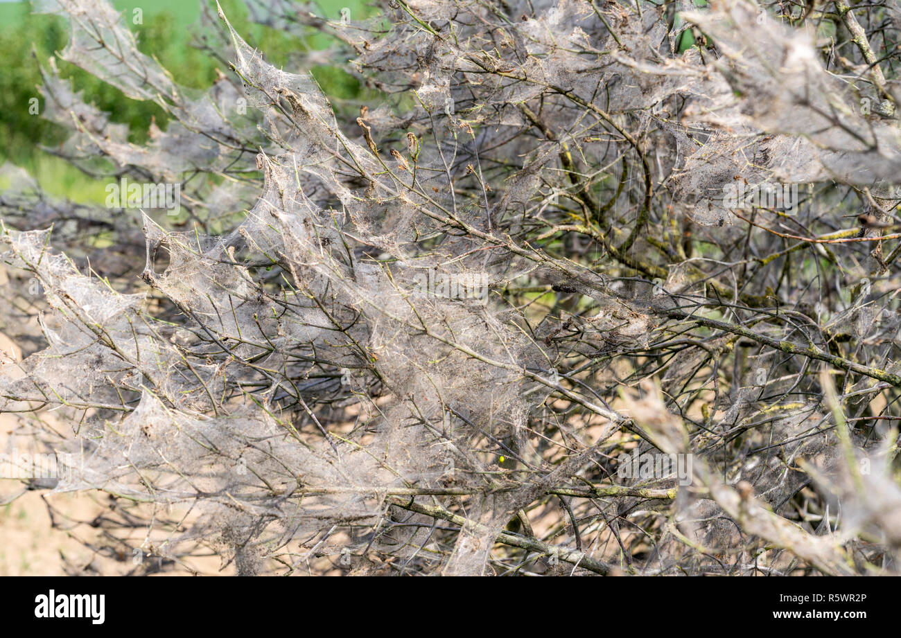 ermine moth web Stock Photo - Alamy