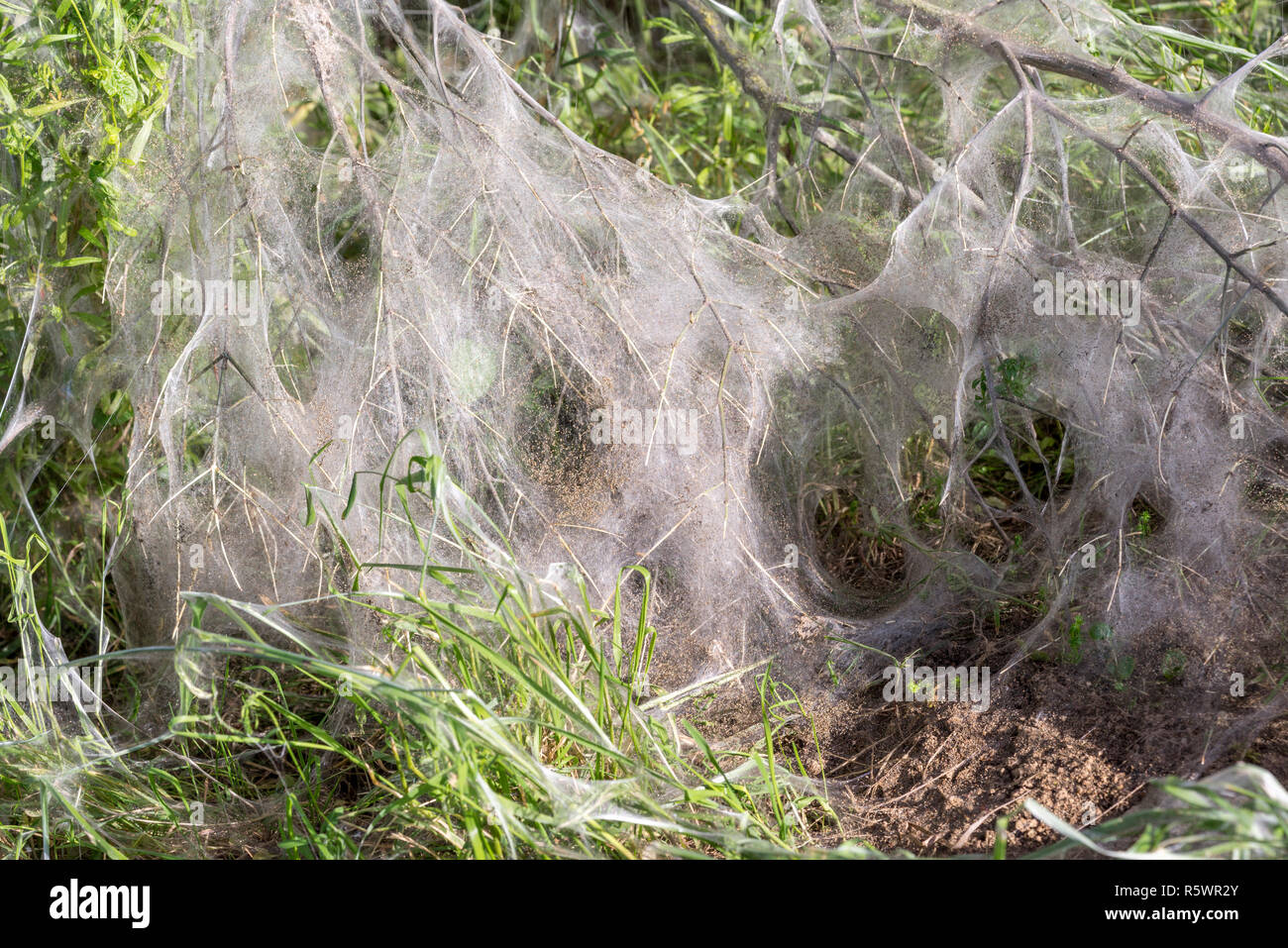 ermine moth web Stock Photo - Alamy