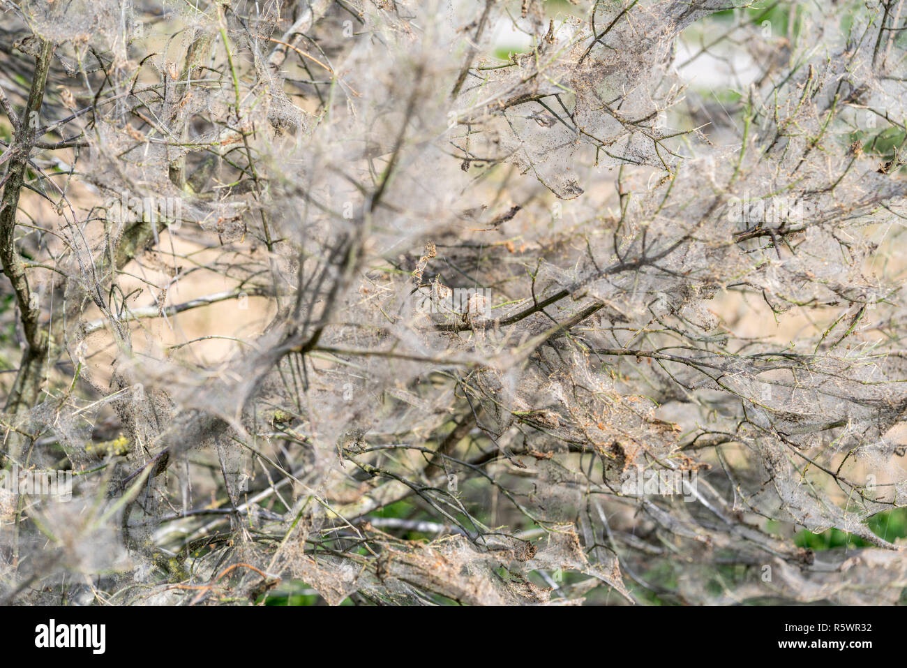 ermine moth web Stock Photo - Alamy