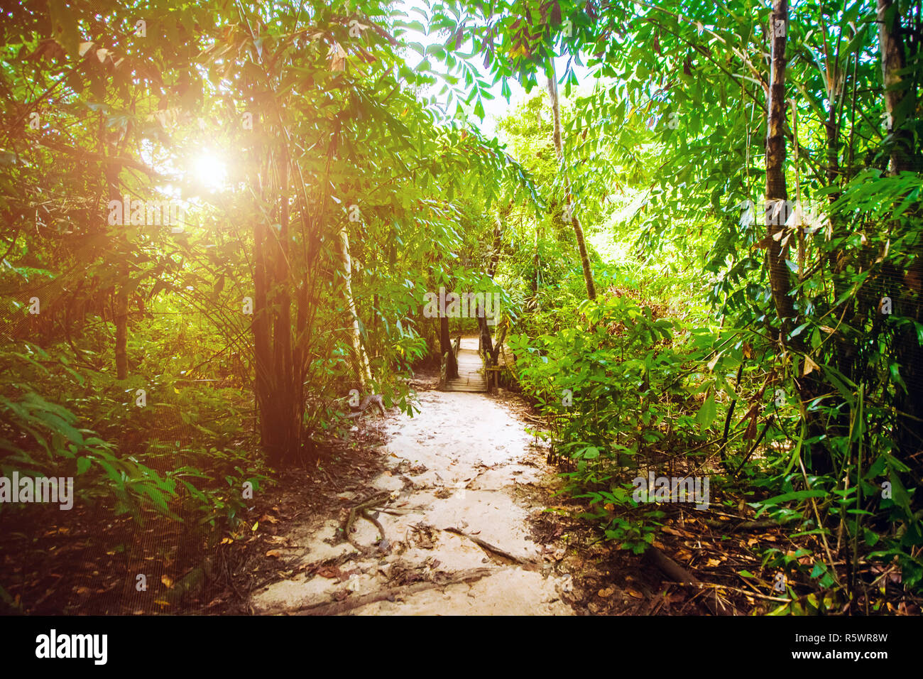 Jungle forest nature background Stock Photo - Alamy